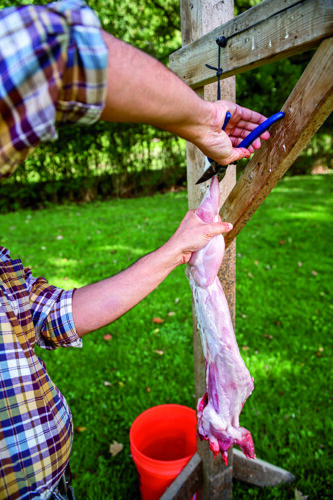 How to Butcher a Rabbit – Mother Earth News